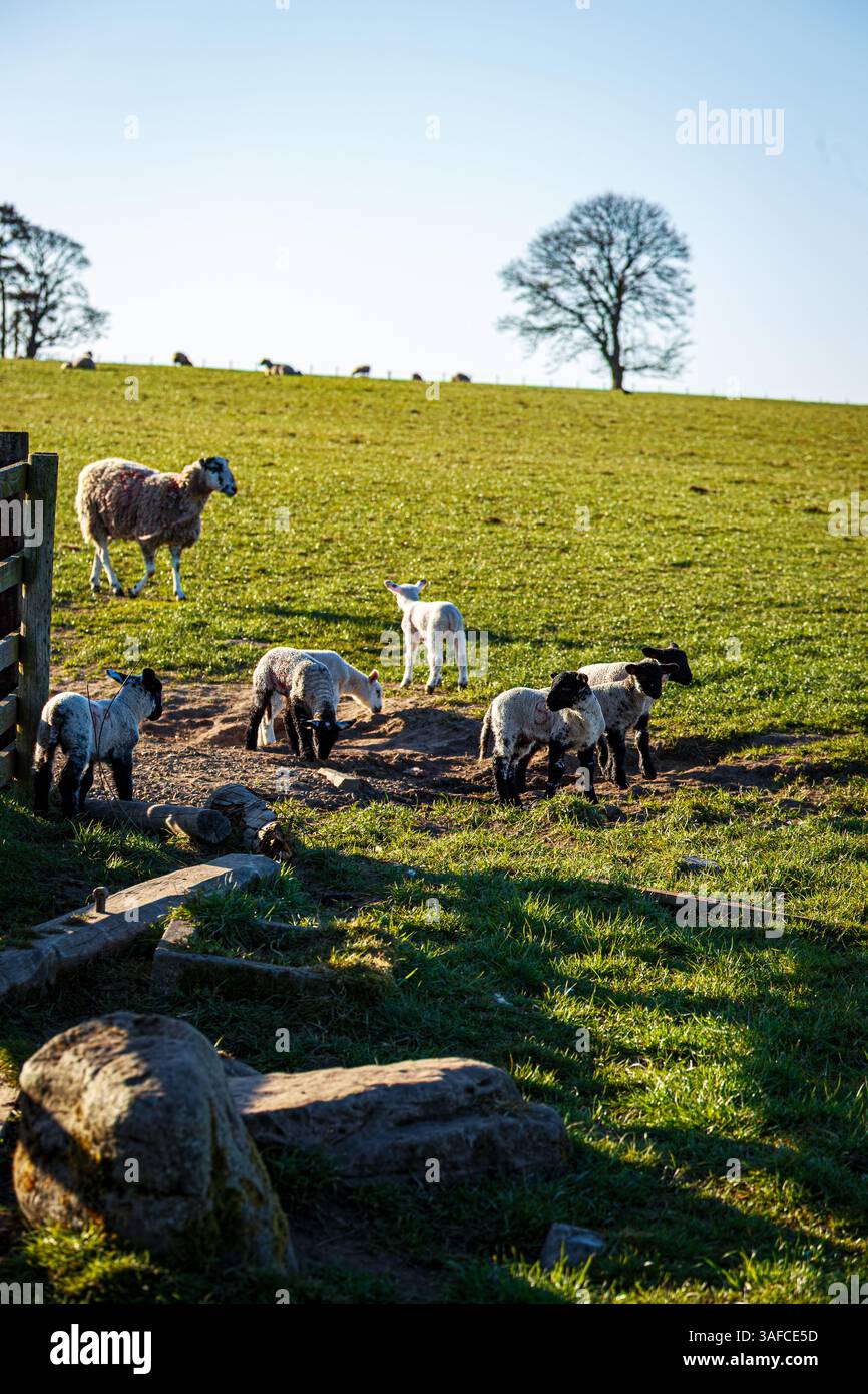 Spring Lambs in sunshine, Northumberland National Park Stock Photo - Alamy