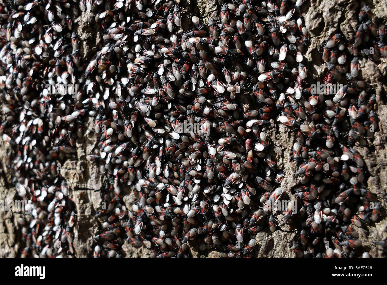 Hamburg, Germany. 07th Apr, 2025. Lime bugs sit on the bark of a tree ...