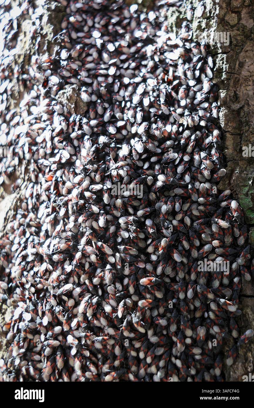 Hamburg, Germany. 07th Apr, 2025. Lime bugs sit on the bark of a tree ...