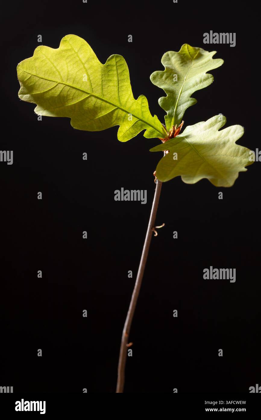Leaves of a one year old sprouting oak tree Stock Photo - Alamy