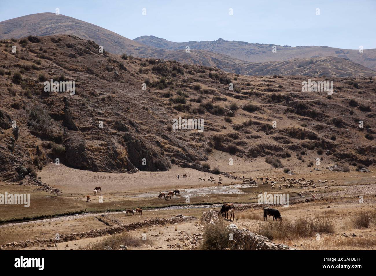 Aug. 17, 2010 - Lima, Cuzco, Perou - In Peru, the potato is more than a ...
