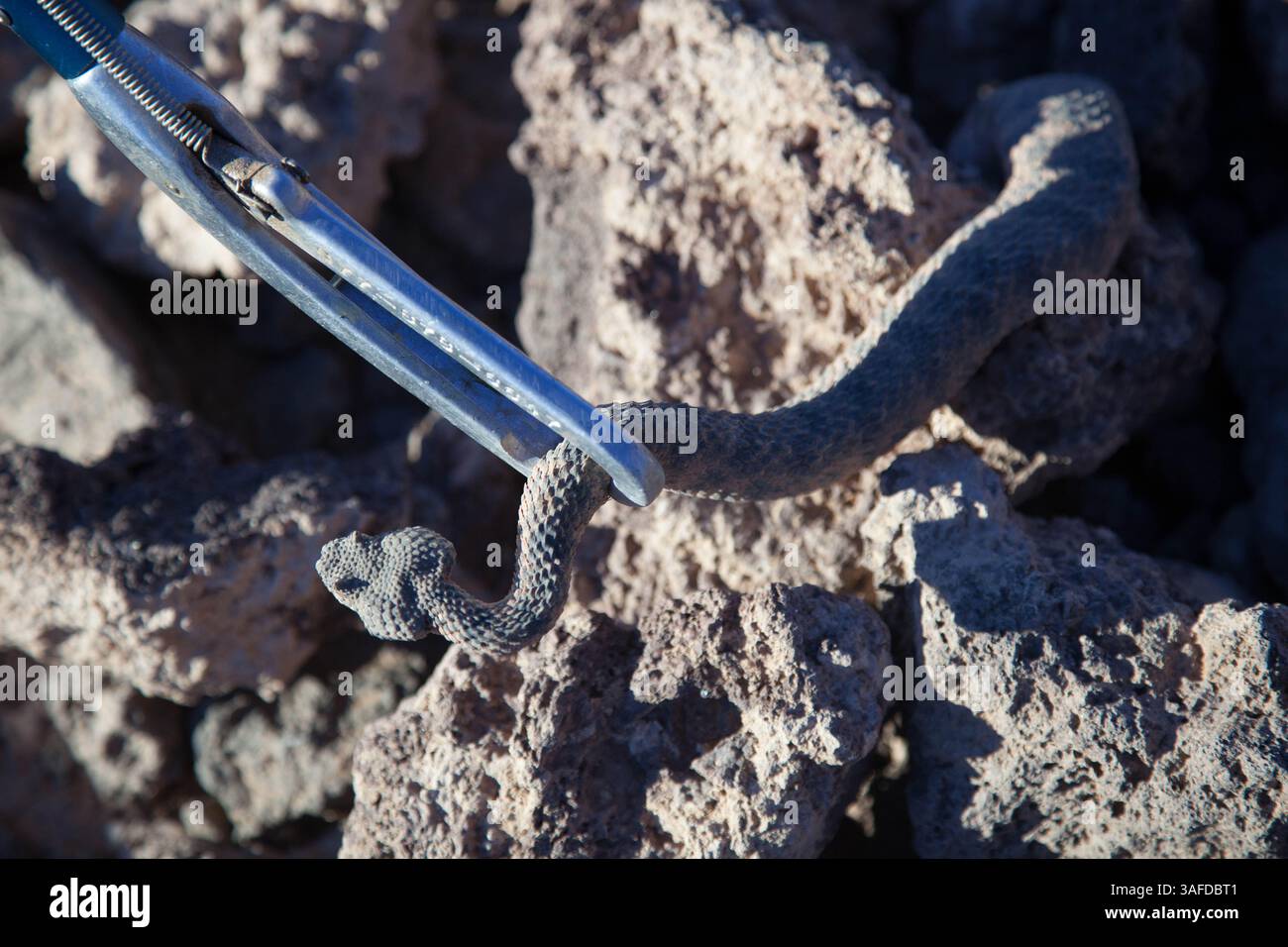Dec. 4, 2010 - Badia, North, Jordan - Dr. MUSTAPHA capturing a false ...
