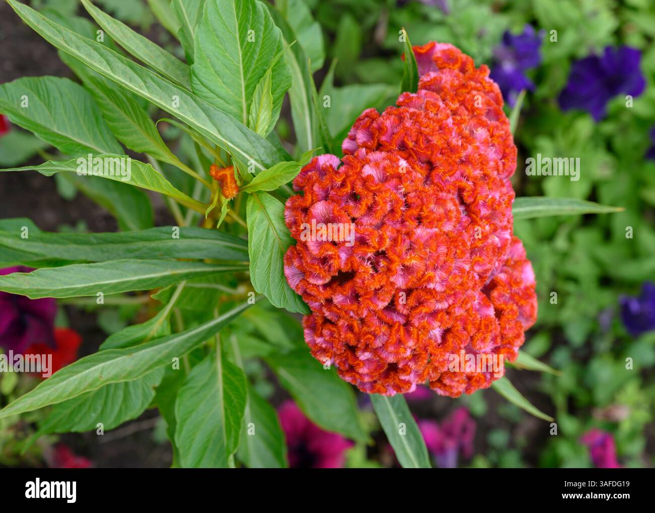 Celosia flower hi-res stock photography and images - Alamy