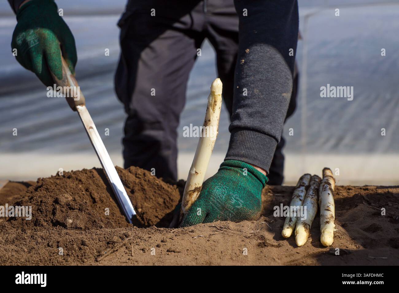 Themenfoto: Start der Spargelsaison - Wesel, Nordrhein-Westfalen ...