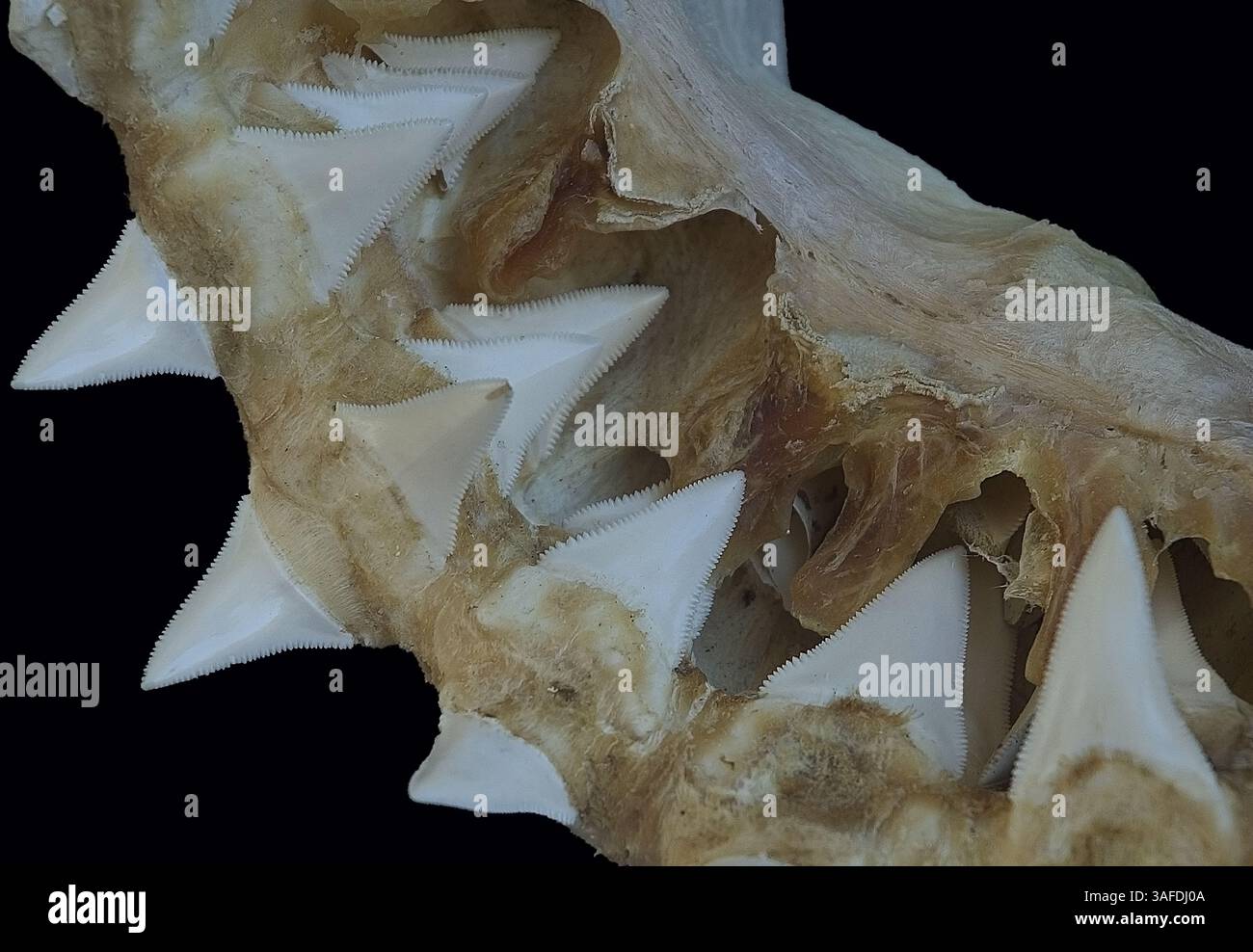 April 22, 2005 - Great White Shark jaw Carcharodon carcharias showing ...
