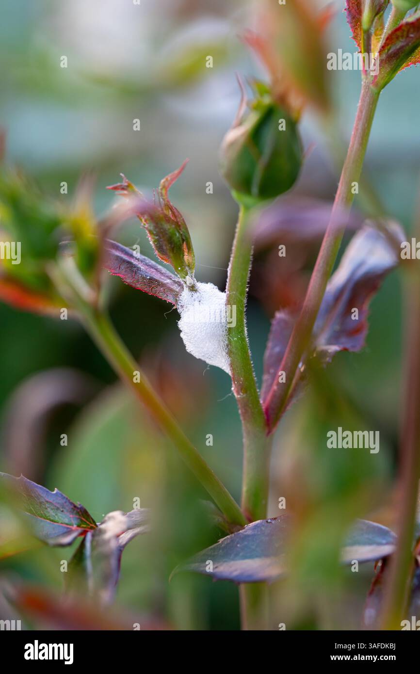 Meadow froghopper, or Philaenus spumarius, nymph hiding inside cuckoo ...