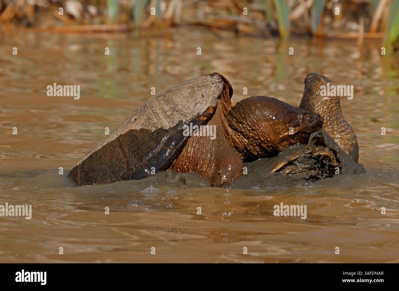 Snapping turtles, Chelydra serpentina, mating, Maryland Stock Photo - Alamy