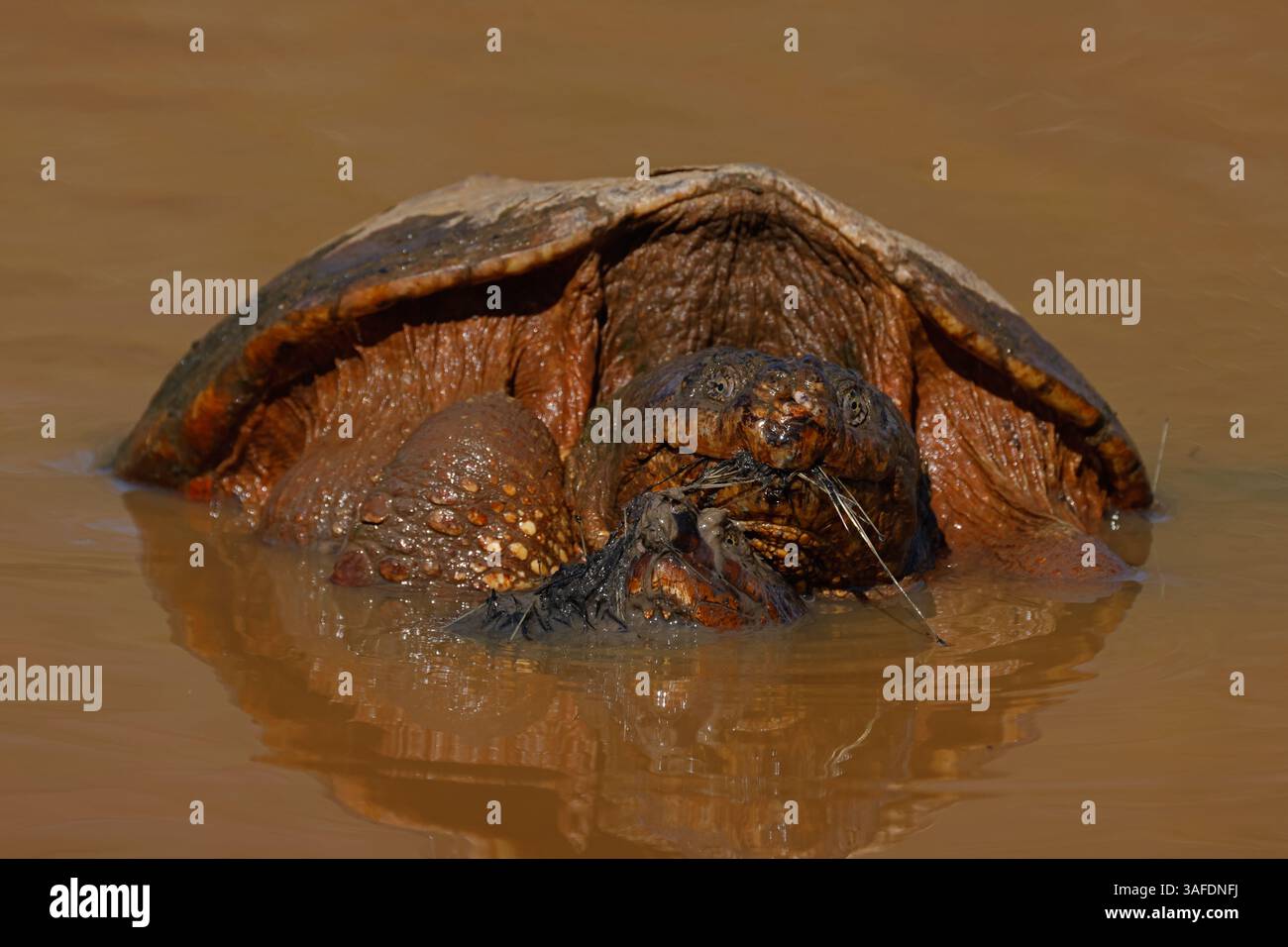 Snapping turtles, Chelydra serpentina, mating, Maryland Stock Photo - Alamy