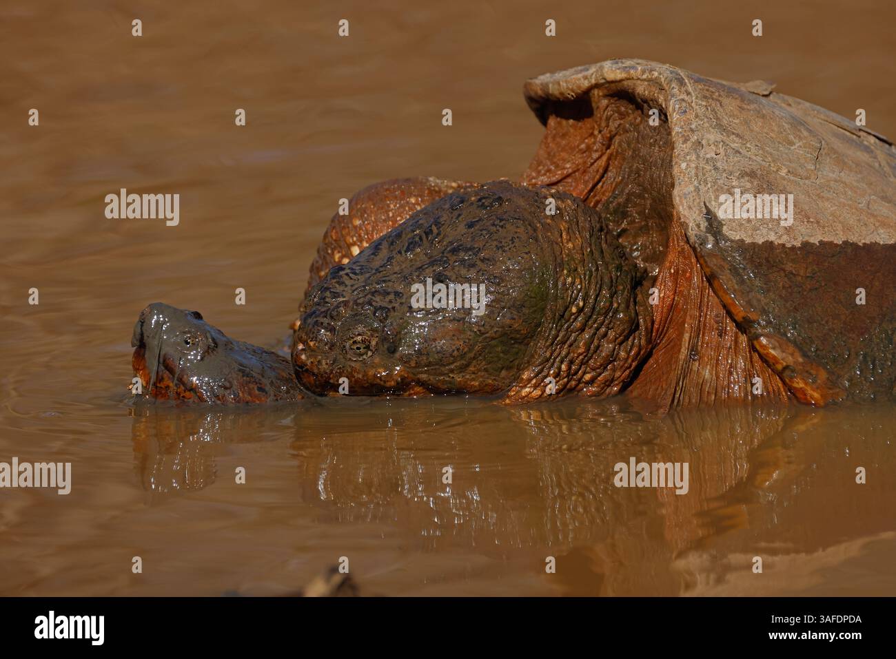 Snapping turtles, Chelydra serpentina, mating, Maryland Stock Photo - Alamy