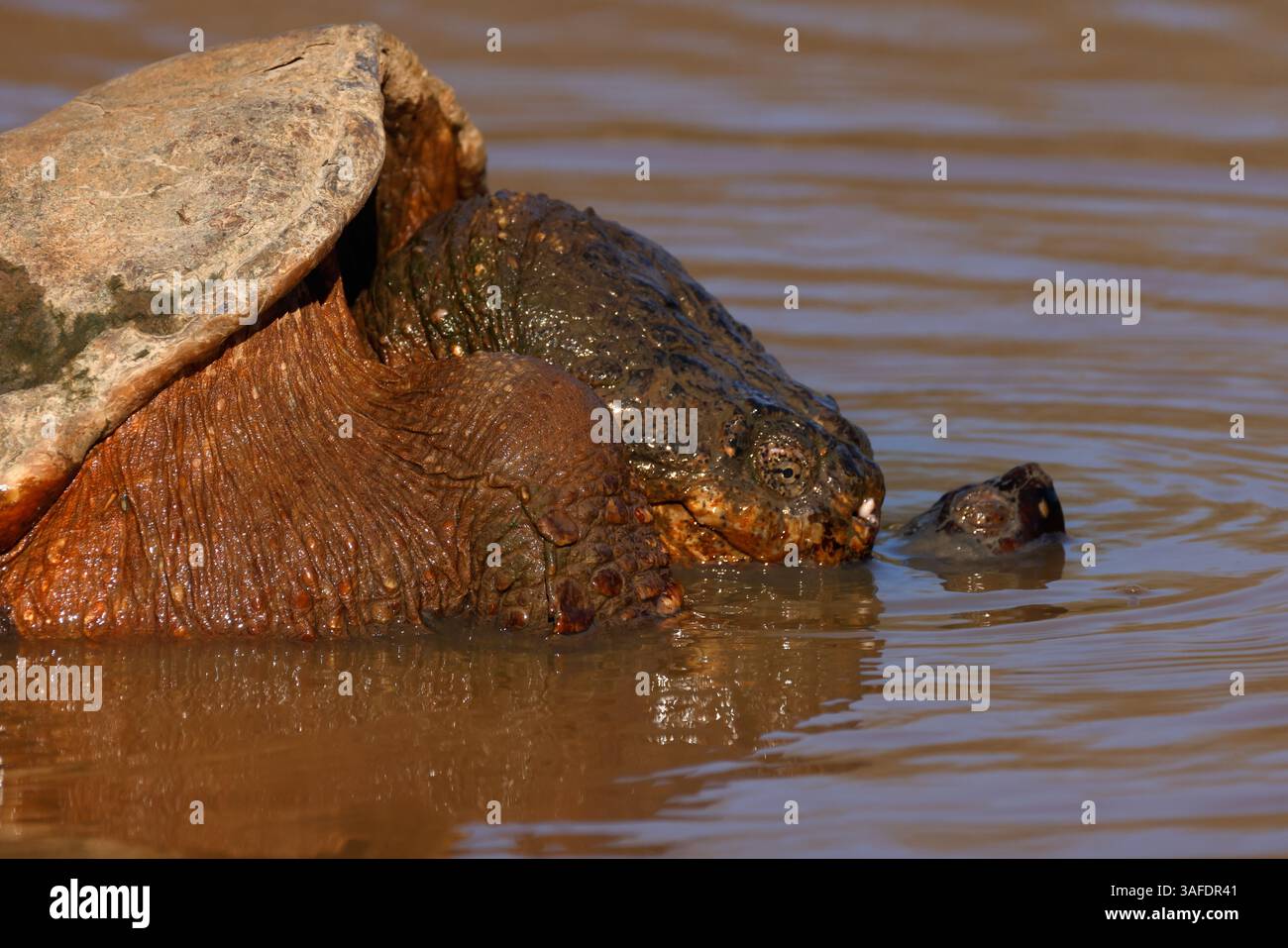 Snapping turtle mating hi-res stock photography and images - Alamy