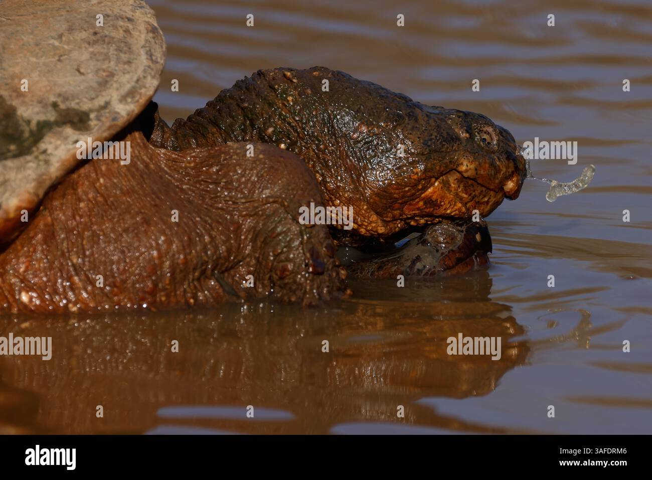 Snapping turtles, Chelydra serpentina, mating, Maryland Stock Photo - Alamy