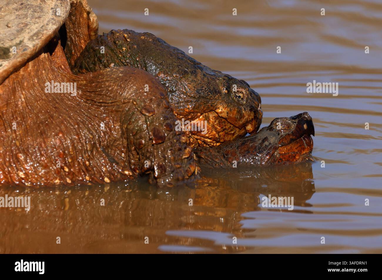 Snapping turtles, Chelydra serpentina, mating, Maryland Stock Photo - Alamy