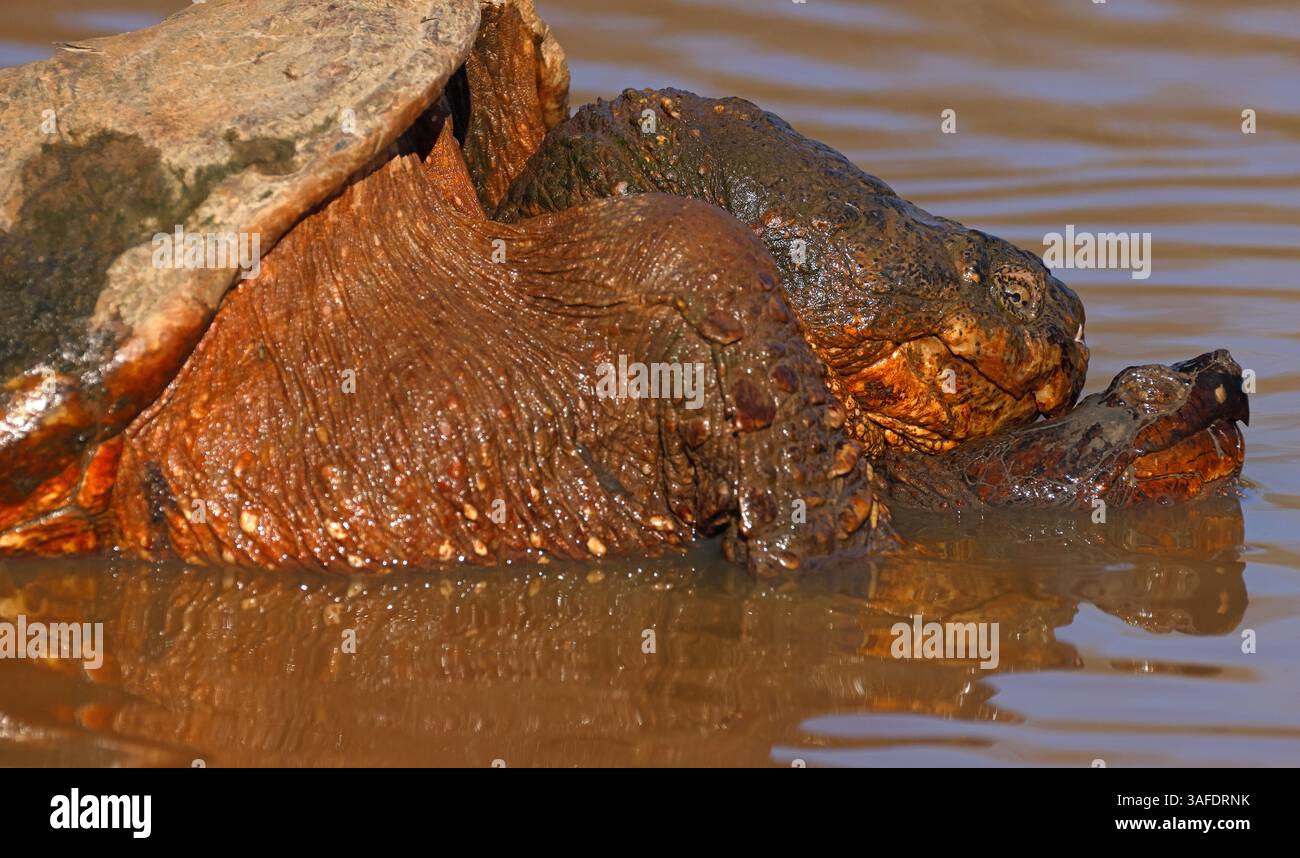Snapping turtles, Chelydra serpentina, mating, Maryland Stock Photo - Alamy