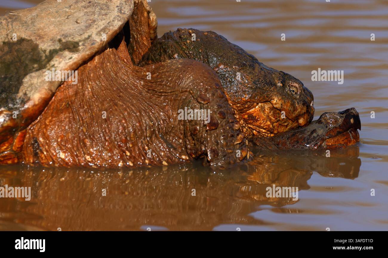 Snapping turtles, Chelydra serpentina, mating, Maryland Stock Photo - Alamy