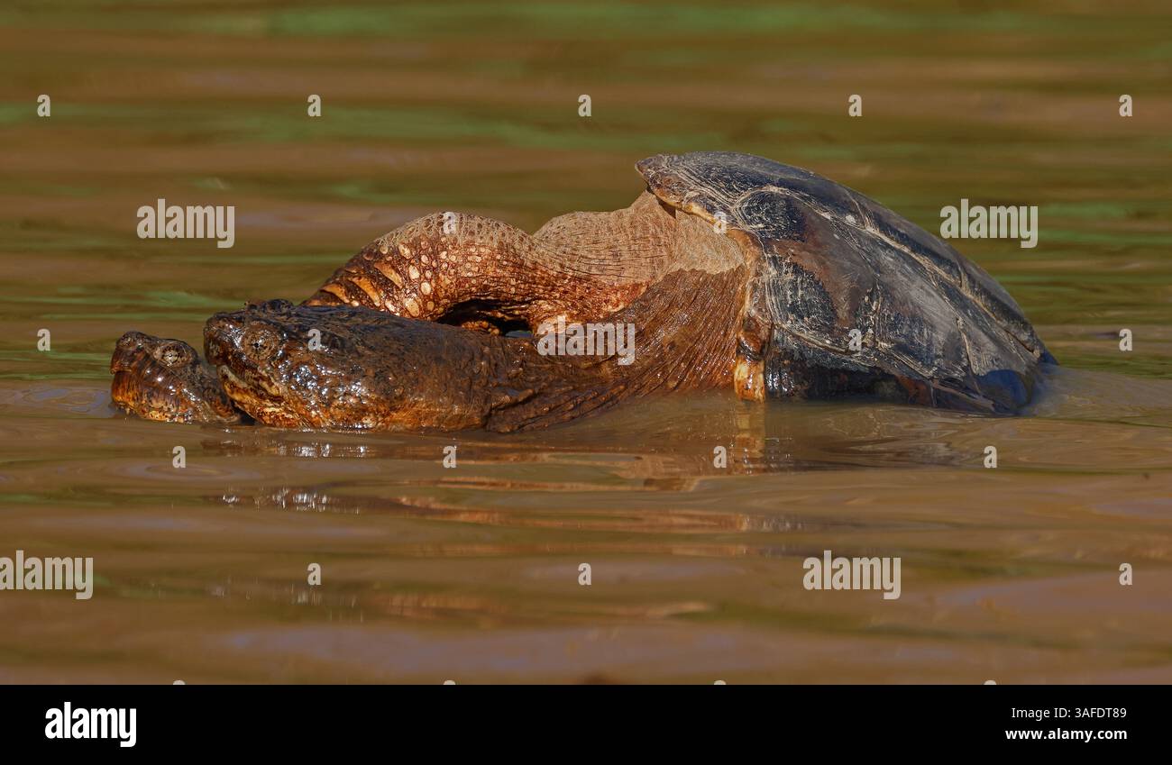 Animal close up turtle mating hi-res stock photography and images - Alamy