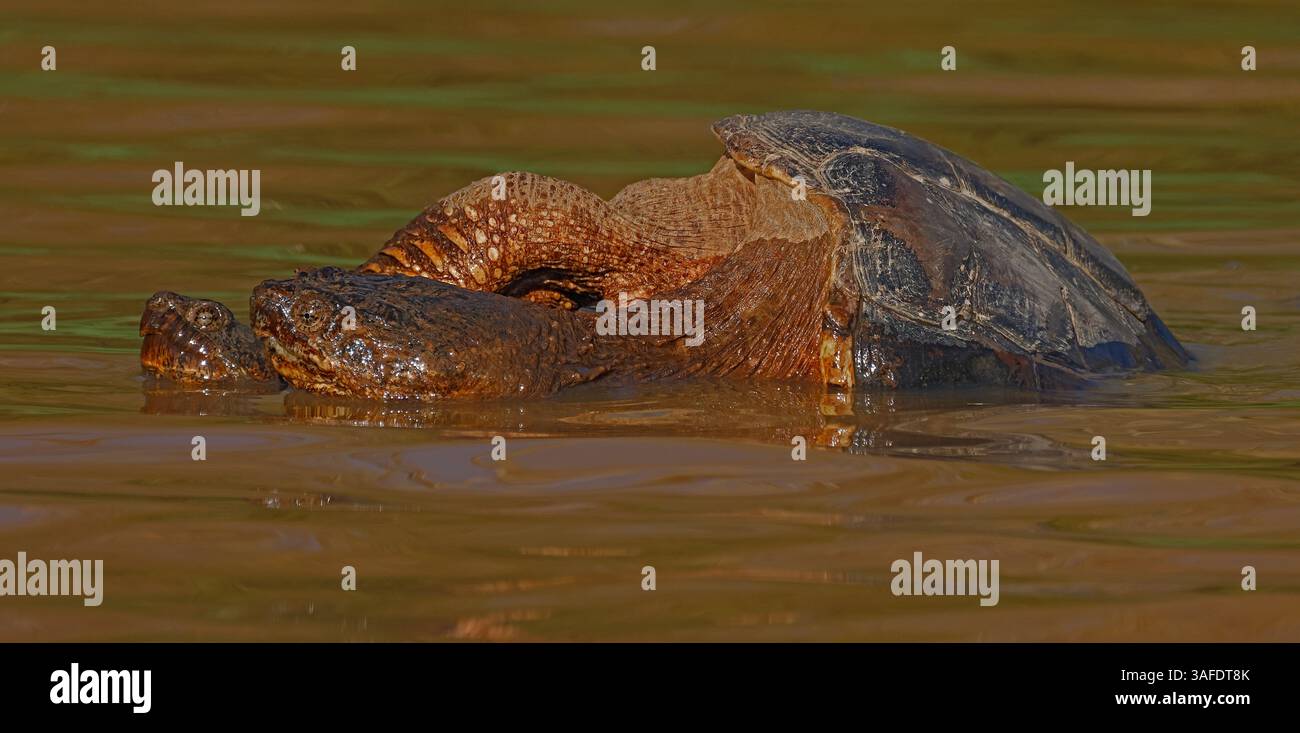 Snapping turtles, Chelydra serpentina, mating, Maryland Stock Photo - Alamy
