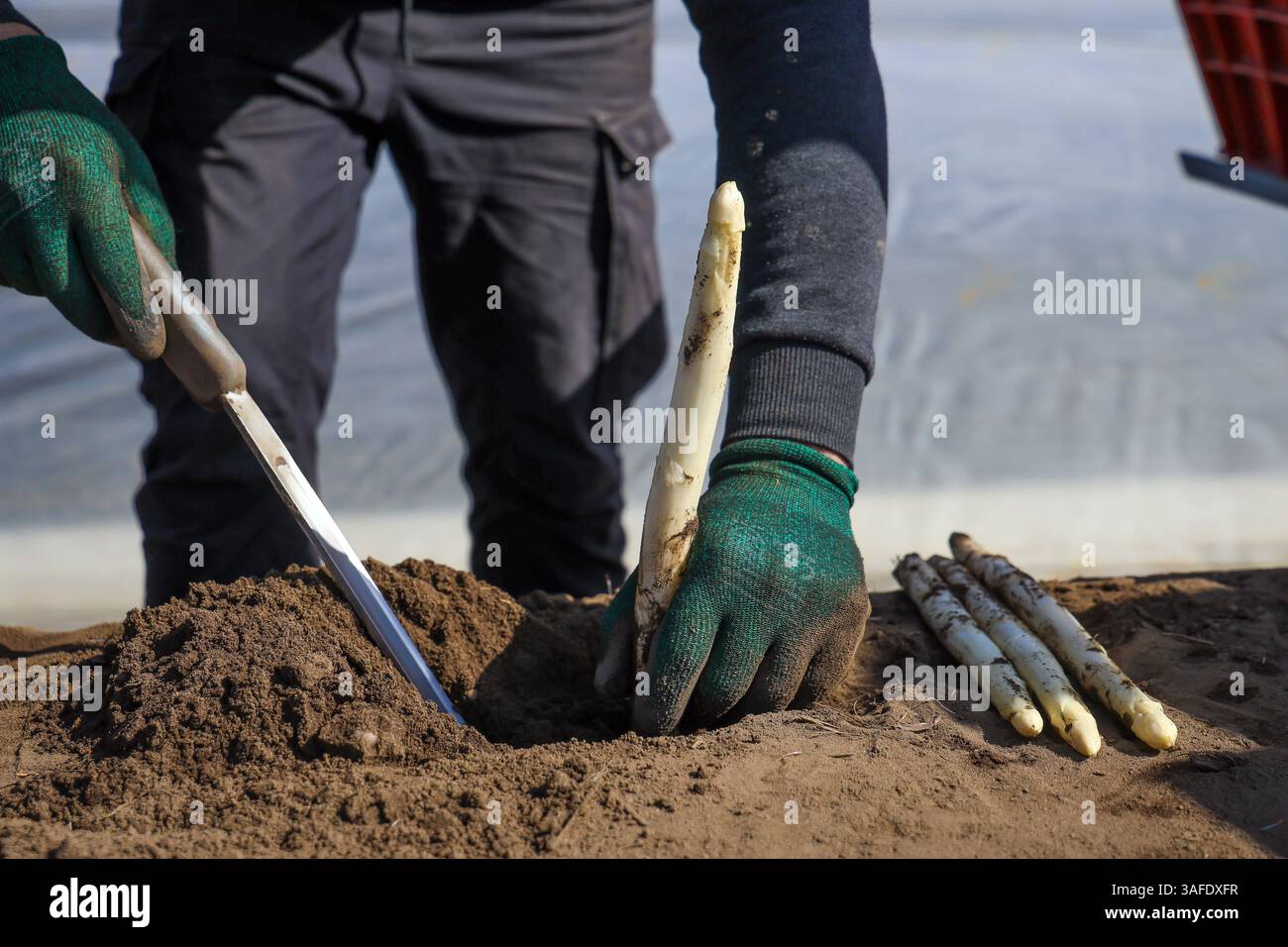 Themenfoto: Beginn der Spargelsaison - Wesel, Nordrhein-Westfalen ...