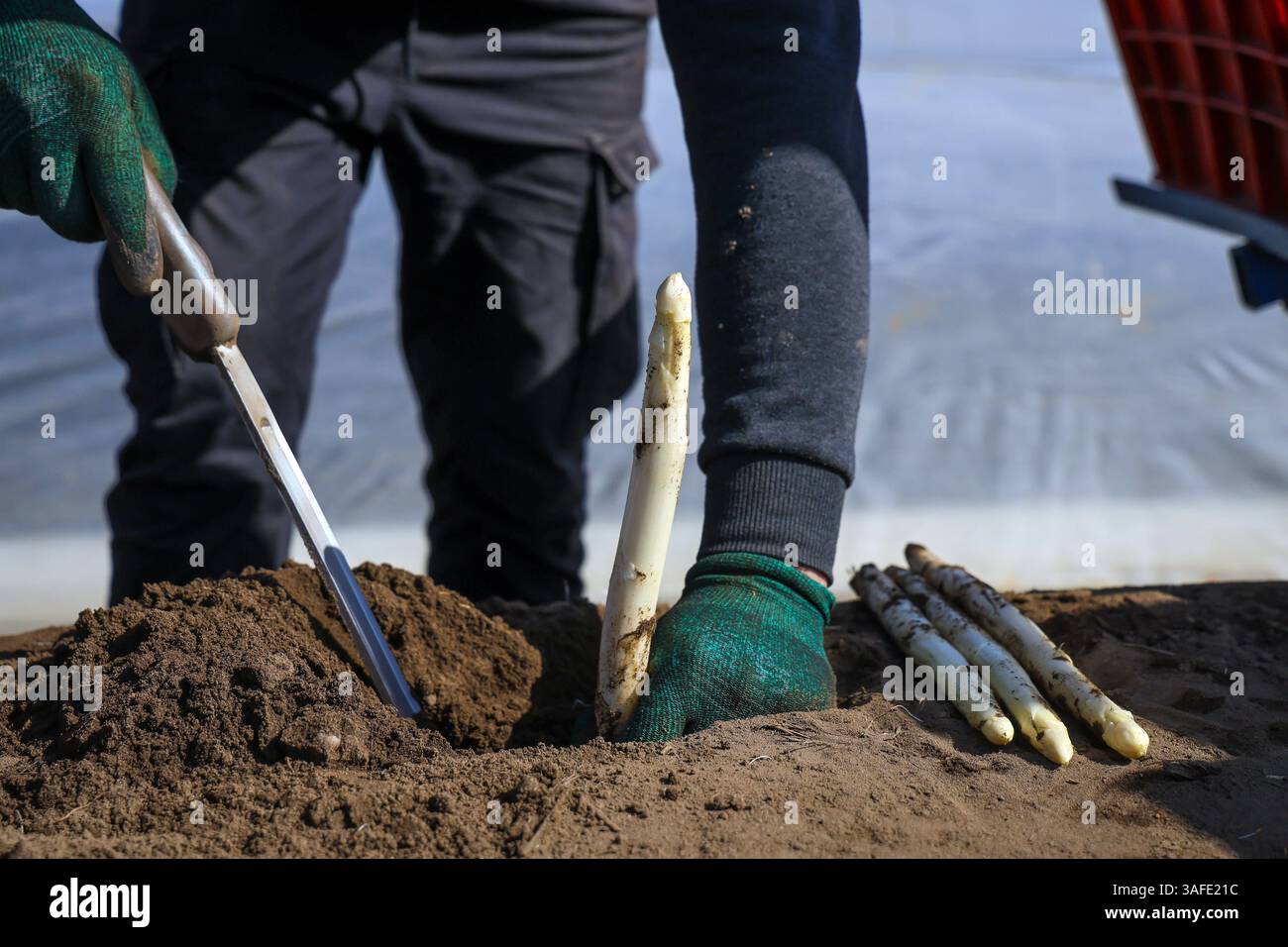 Themenfoto: Beginn der Spargelsaison - Wesel, Nordrhein-Westfalen ...