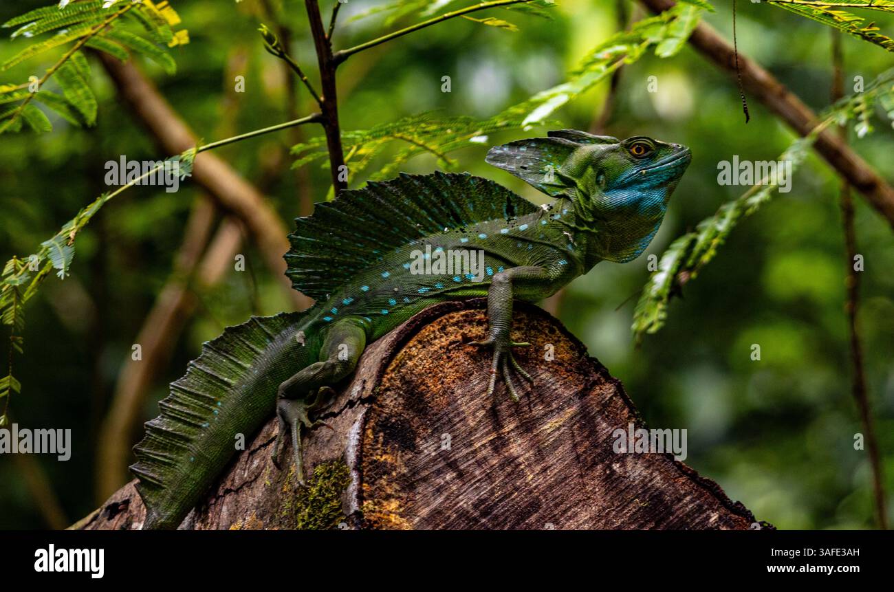 Green basilisk lizard on tree trunk in rainforest Stock Photo - Alamy
