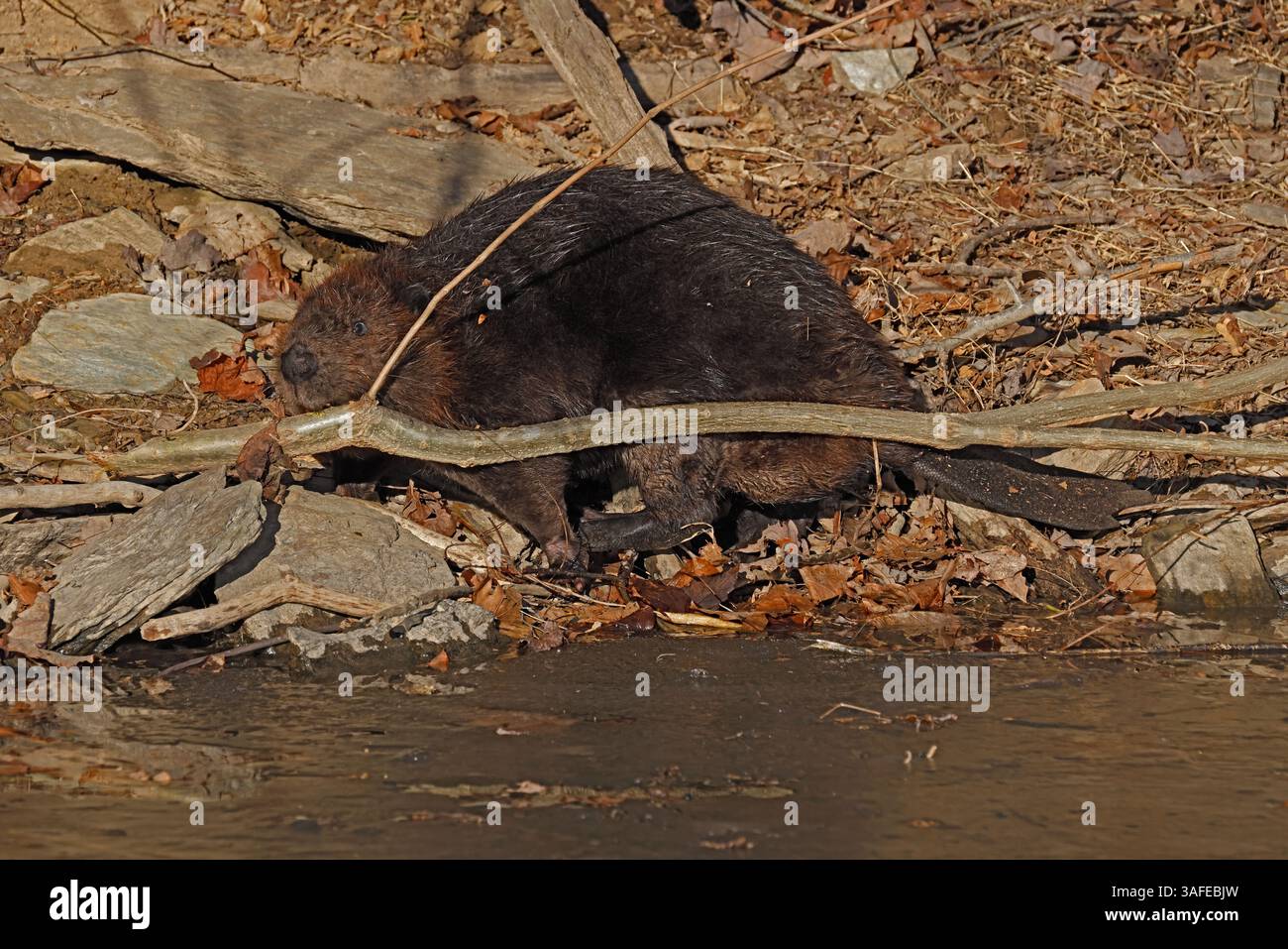 North American beaver (Castor canadensis), bringing branch to the water ...