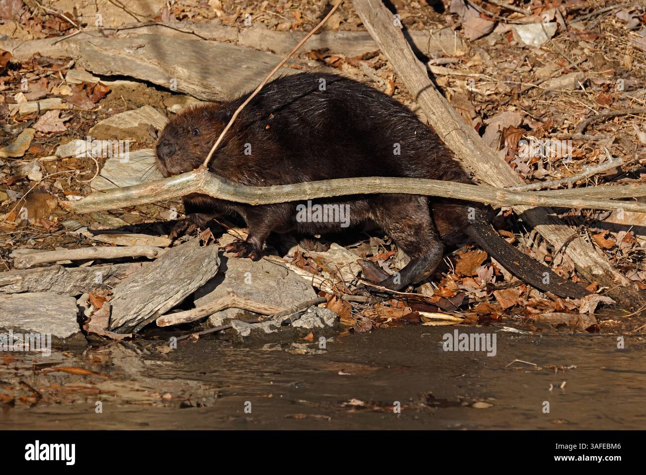 North American beaver (Castor canadensis), bringing branch to the water ...