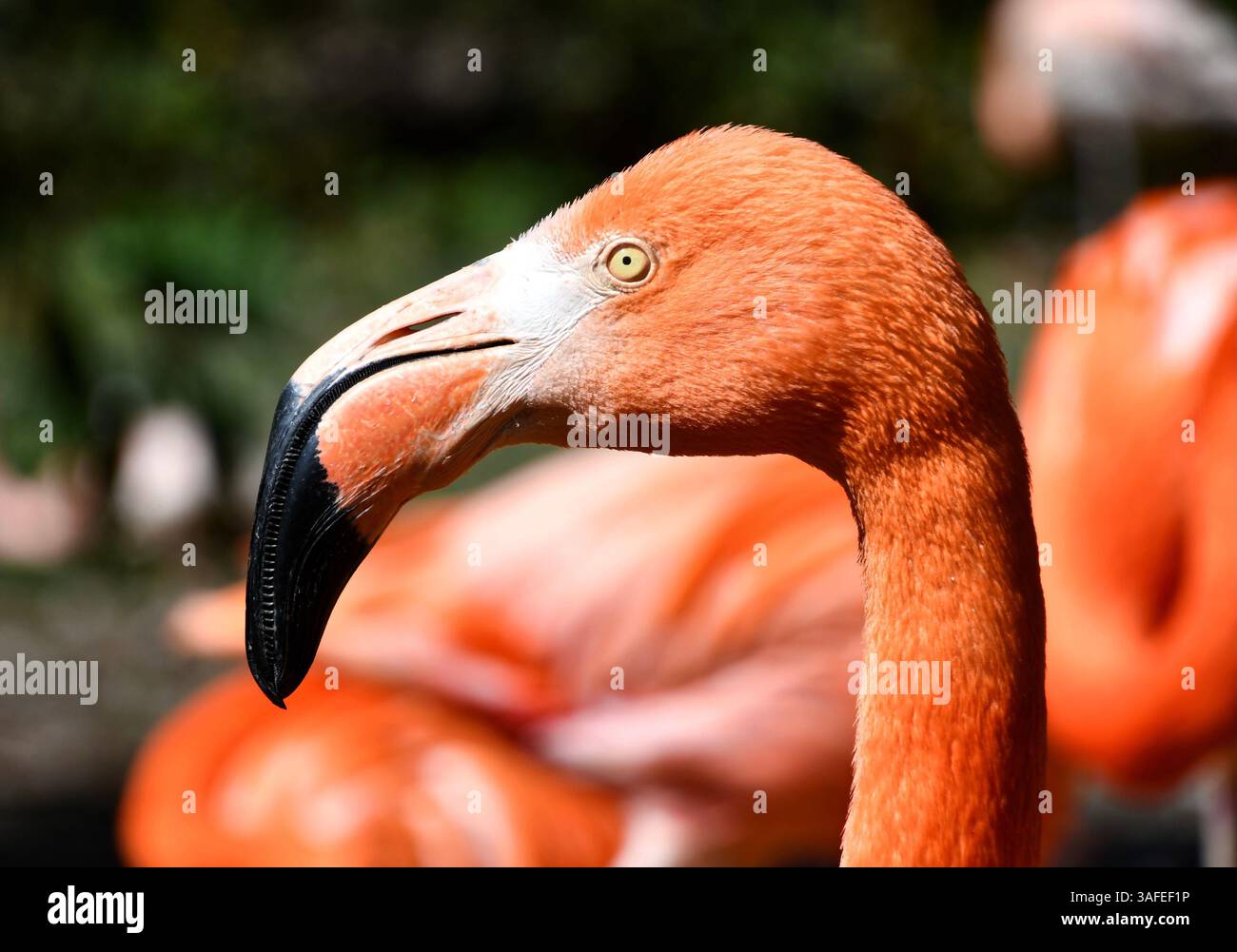 Macro bird portrait hi-res stock photography and images - Alamy