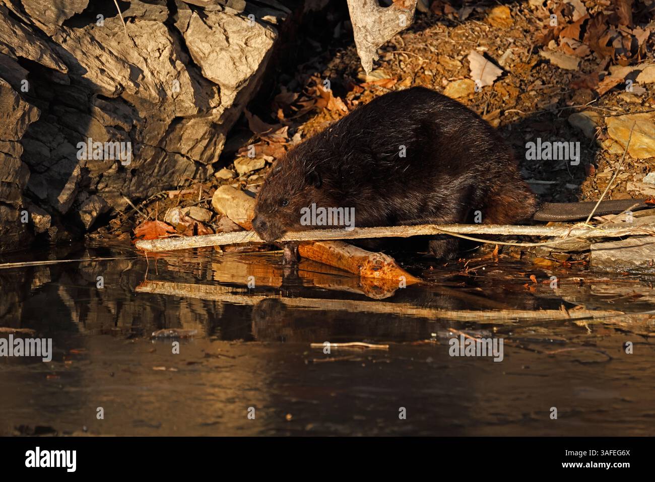 North American beaver (Castor canadensis), bringing branch to the water ...
