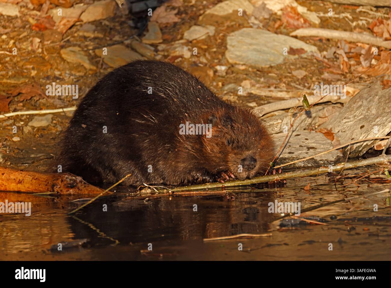 North American beaver (Castor canadensis), bringing branch to the water ...