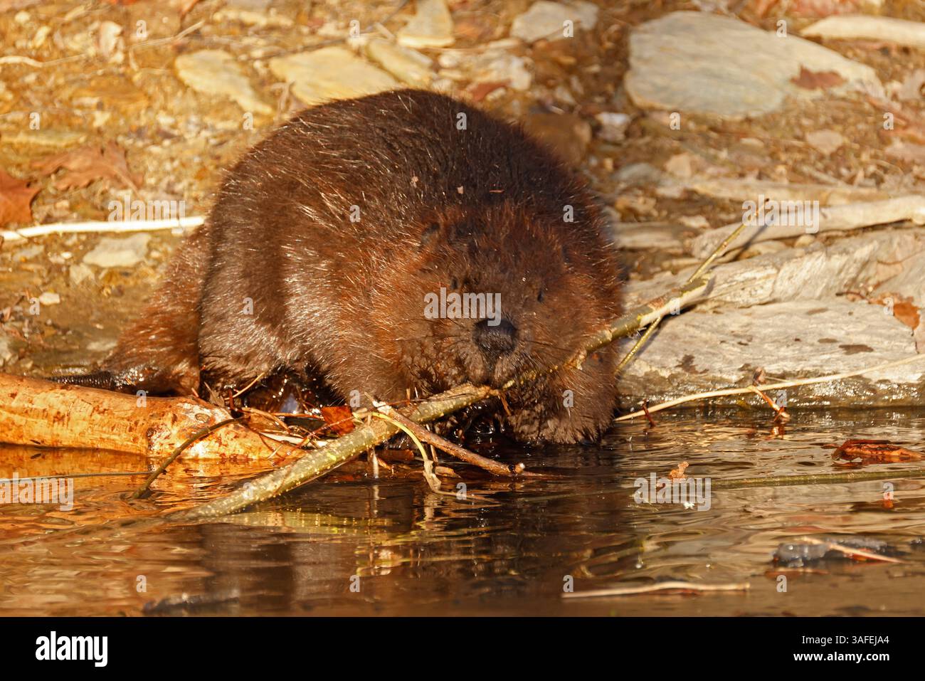 North American beaver (Castor canadensis), bringing branch to the water ...