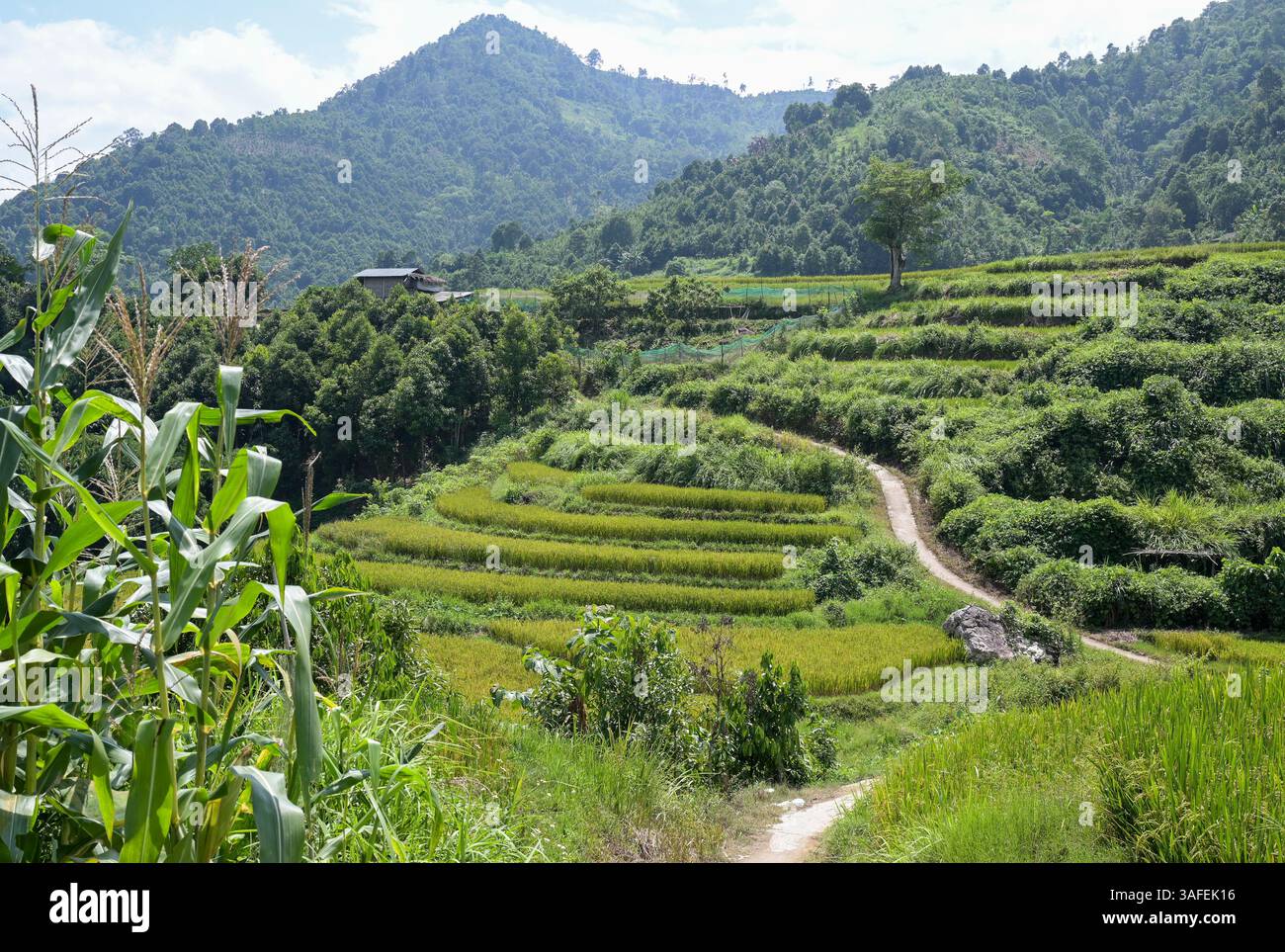 VIETNAM, town Nghia Lo, community Nam Lanh, village Giang Cai, maize ...