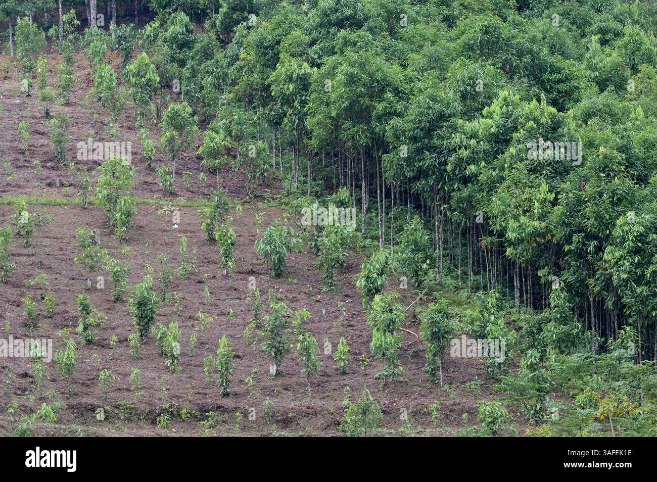 VIETNAM, town Nghia Lo, community Nam Lanh, villageTa Lanh, cultivated ...