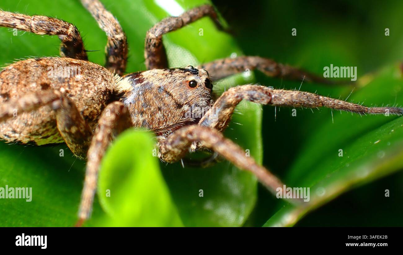 Australian Garden Spider Stock Photo - Alamy