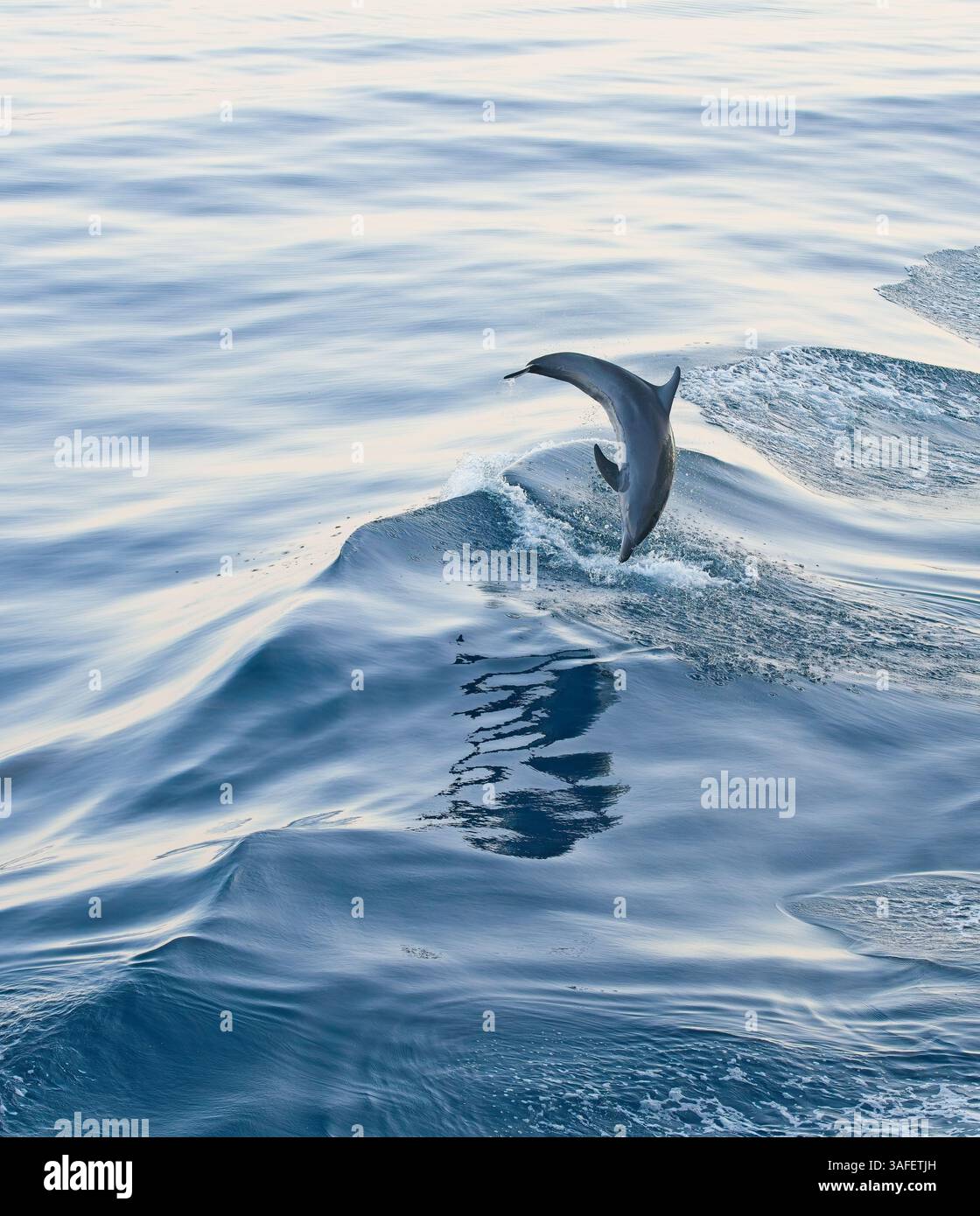 Delfin jump hi-res stock photography and images - Alamy
