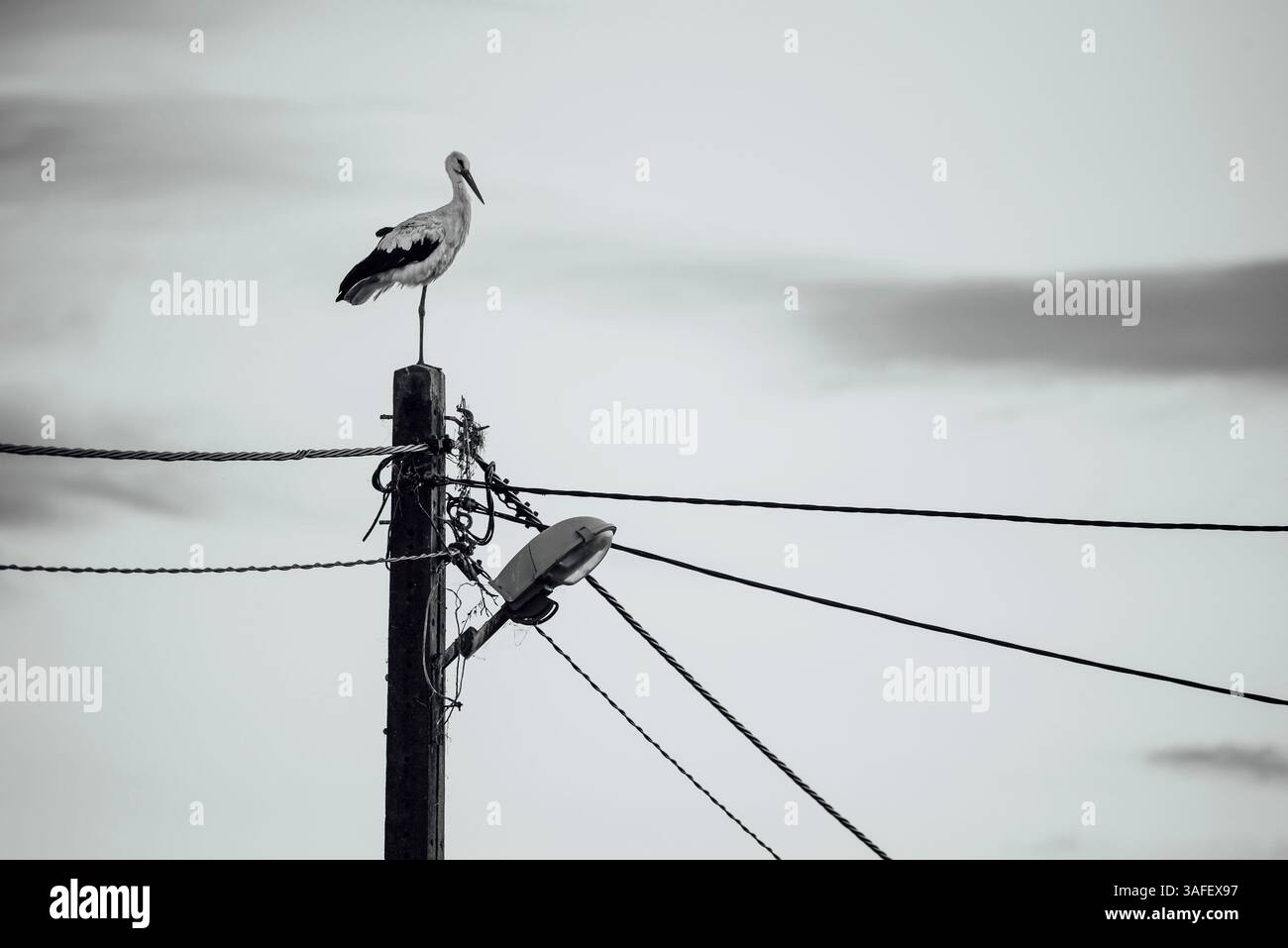Stork stays on the electric pole Stock Photo - Alamy