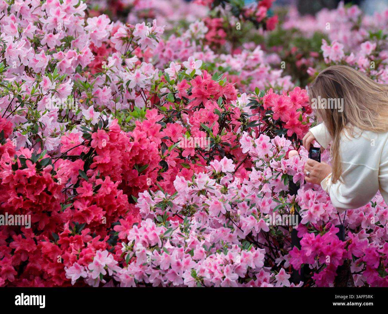 Augusta, United States. 07th Apr, 2025. A patron takes photos of the ...
