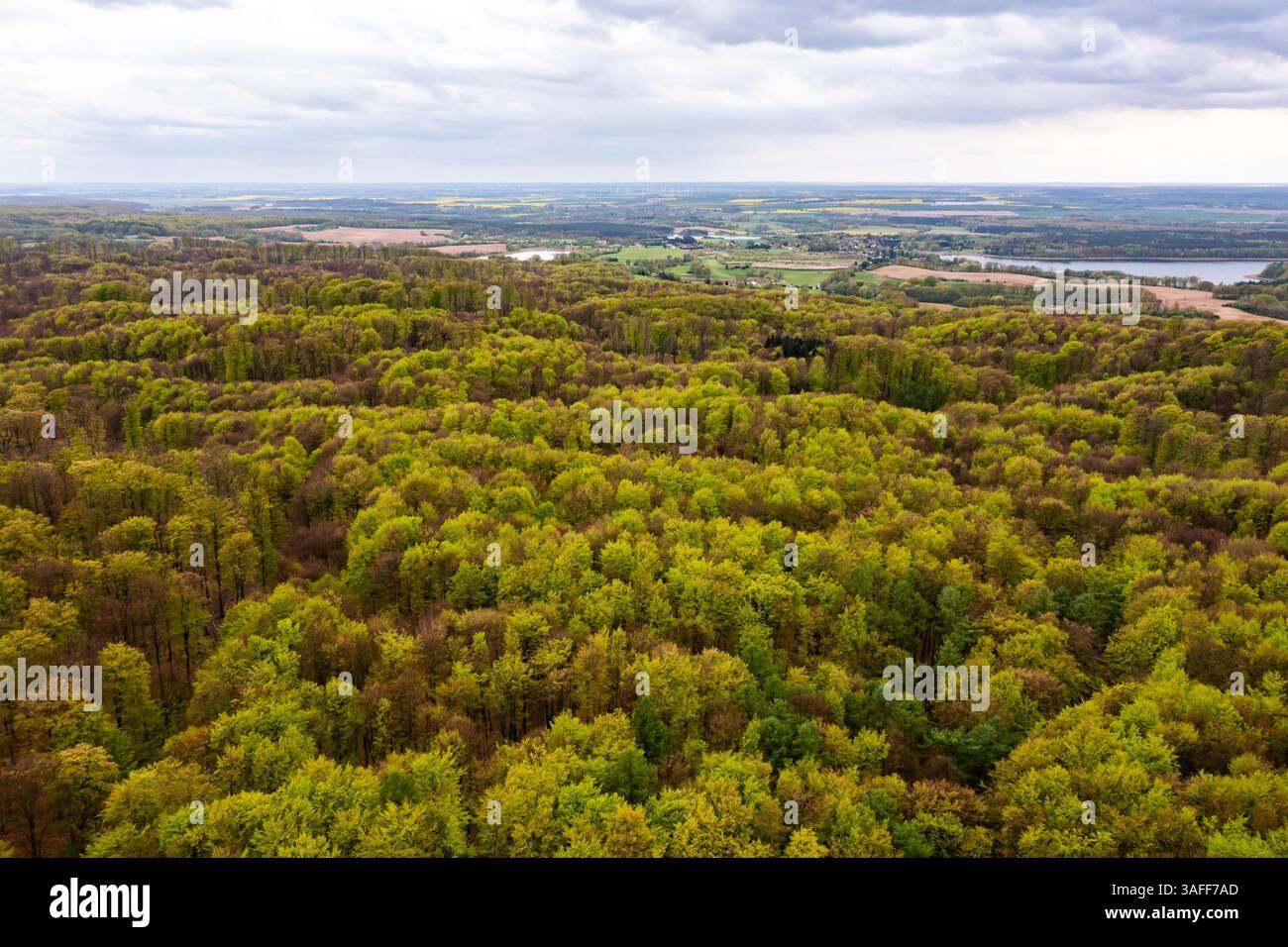 Beautiful spring forest landscape, fresh green leaves on trees in ...