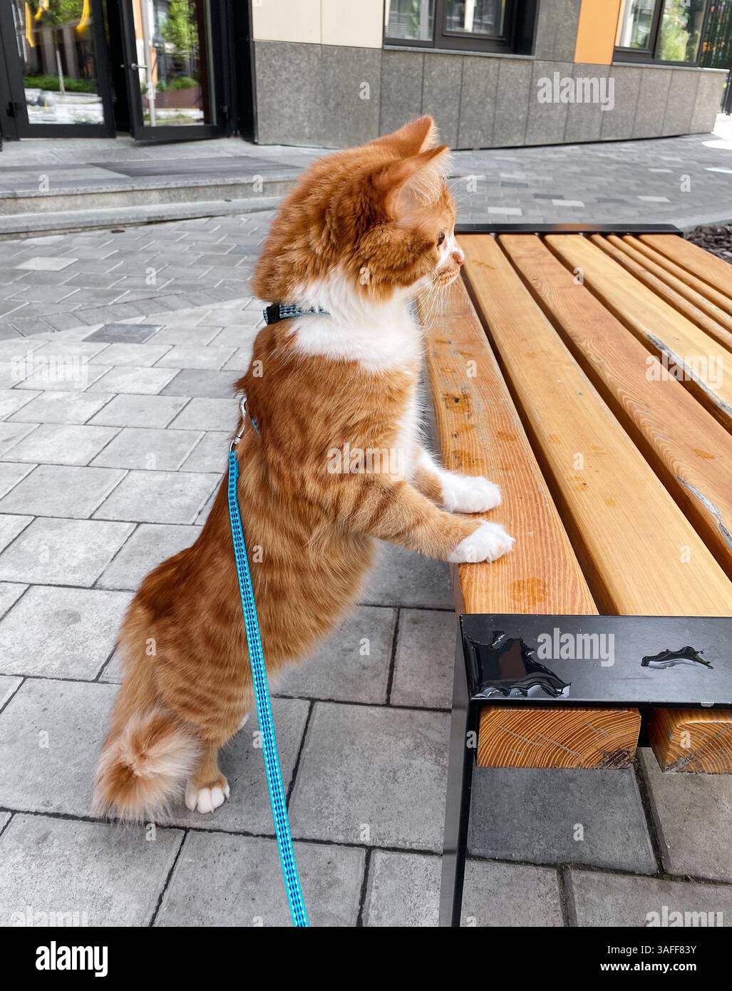 Walking an orange cat in a city. Siberian breed cat on a leash looking ...