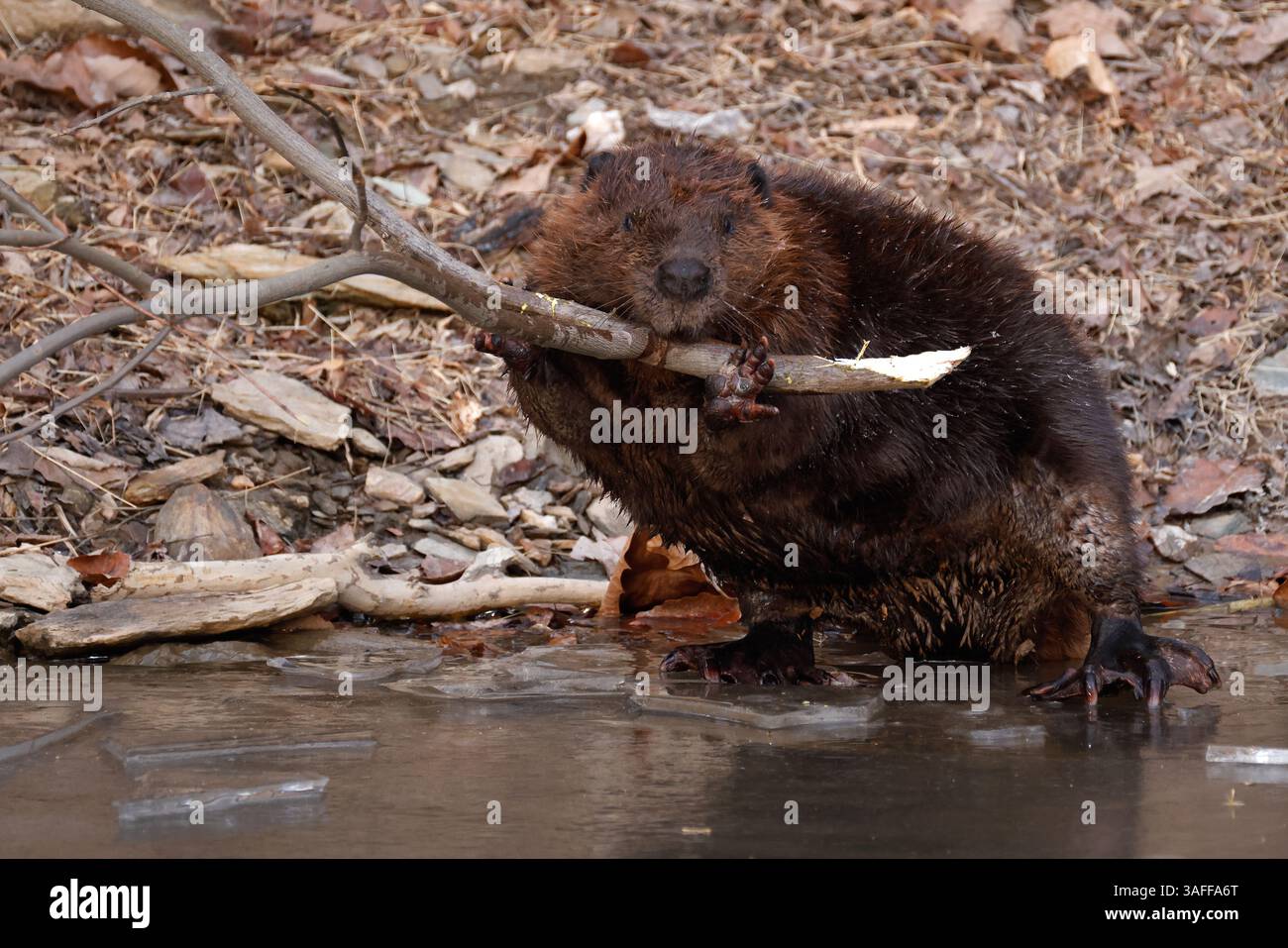 North American beaver (Castor canadensis), bringing banch to the water ...