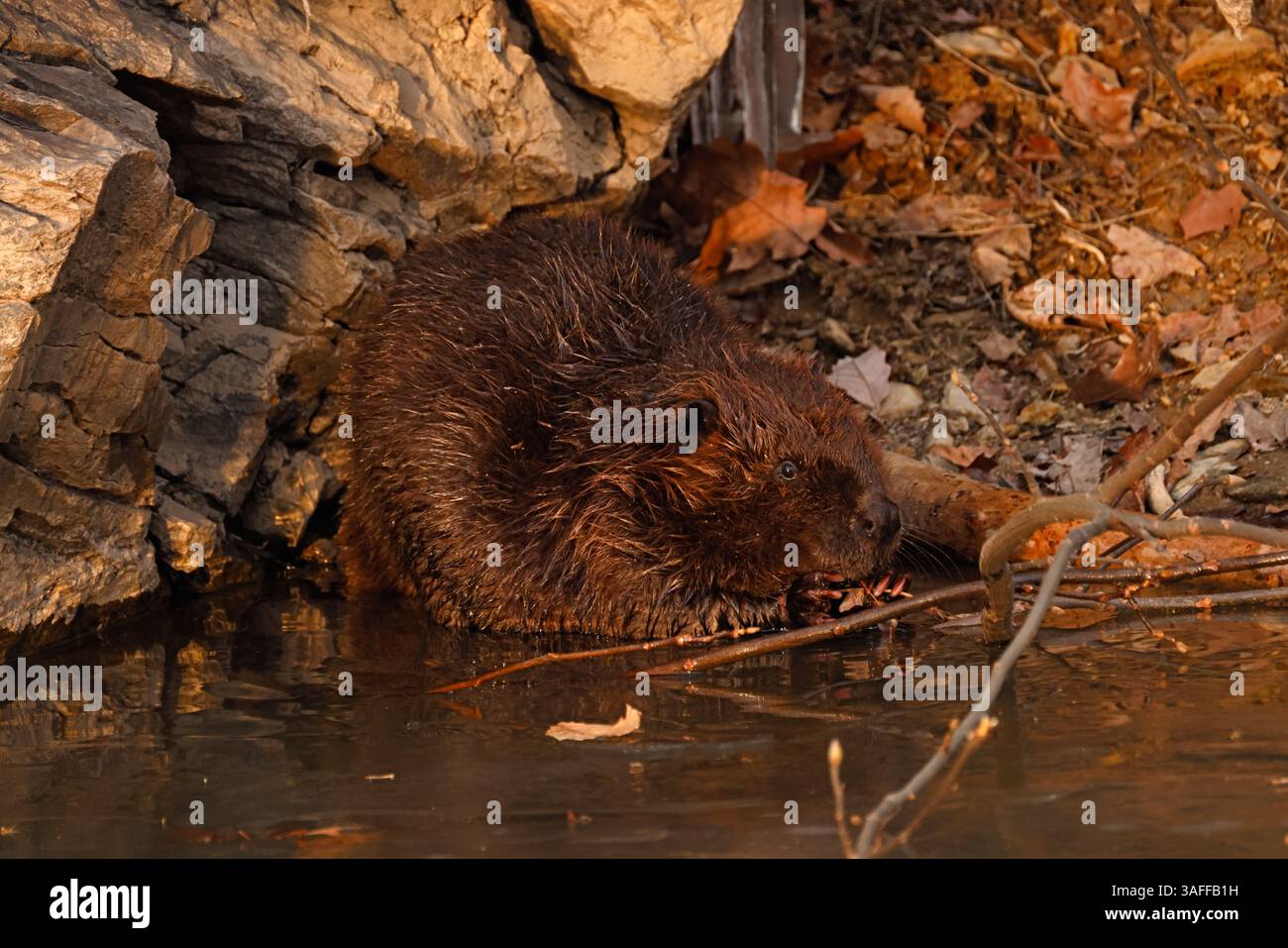 North American beaver (Castor canadensis), feeding on inner bark and ...