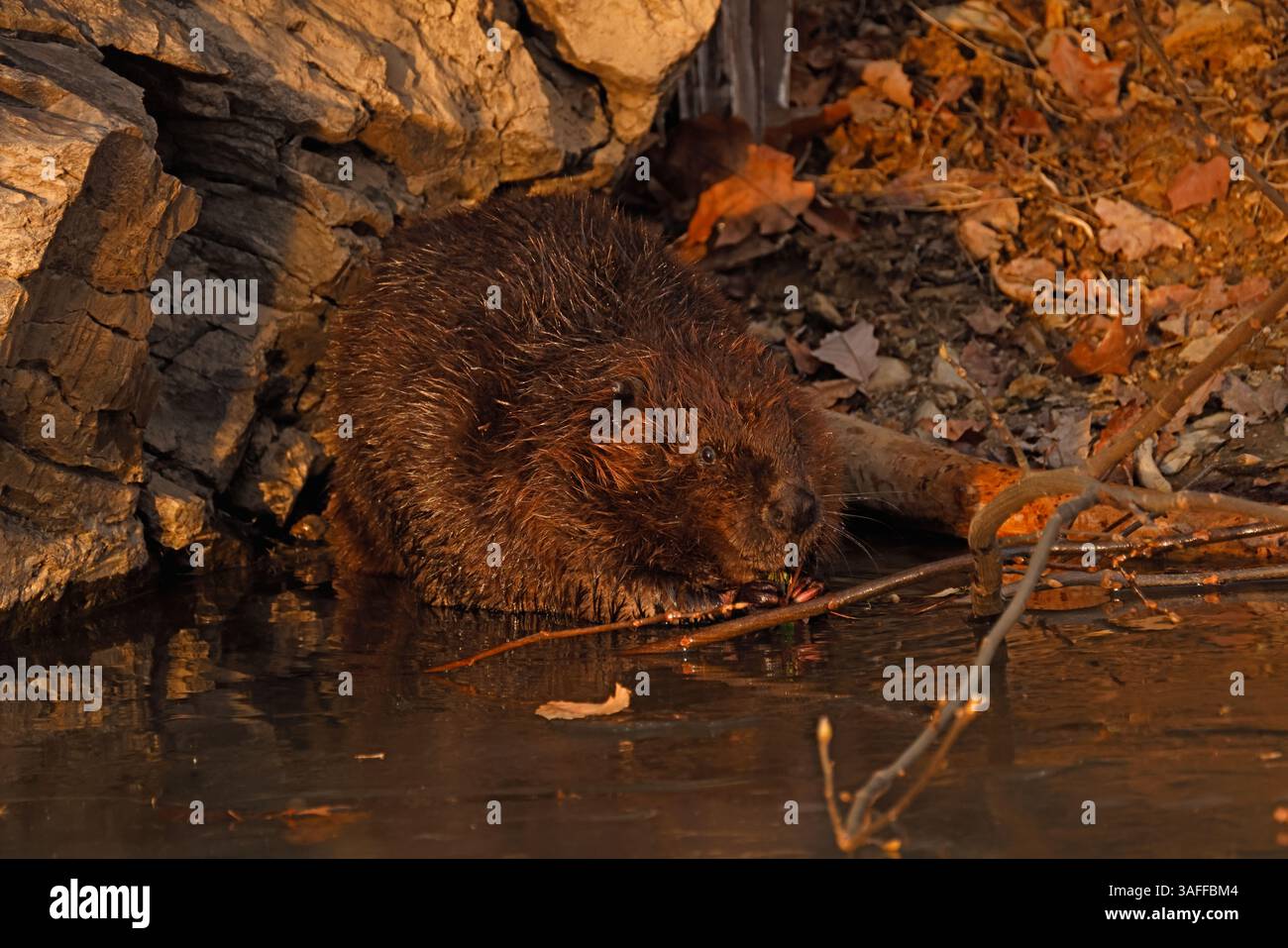 North American beaver (Castor canadensis), feeding on inner bark and ...