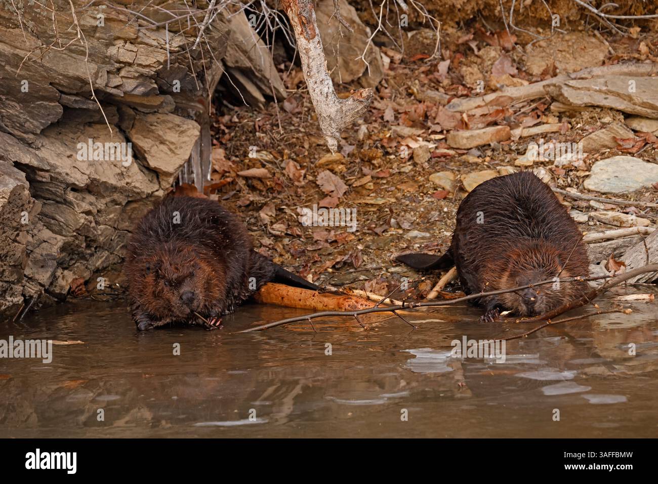 North American beaver (Castor canadensis), feeding on inner bark and ...