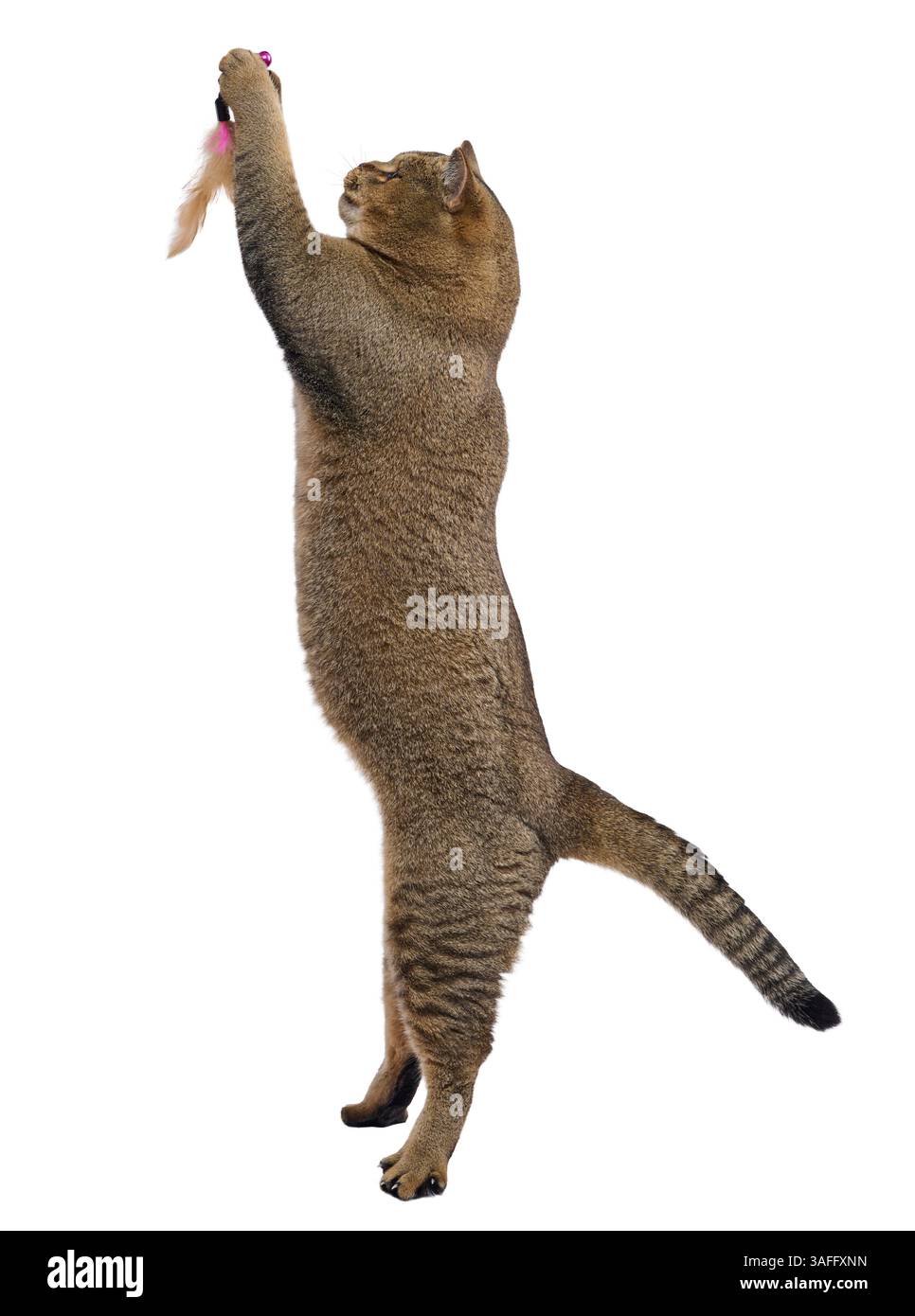 Cat stands on its hind legs, reaching up to play with a small toy held ...