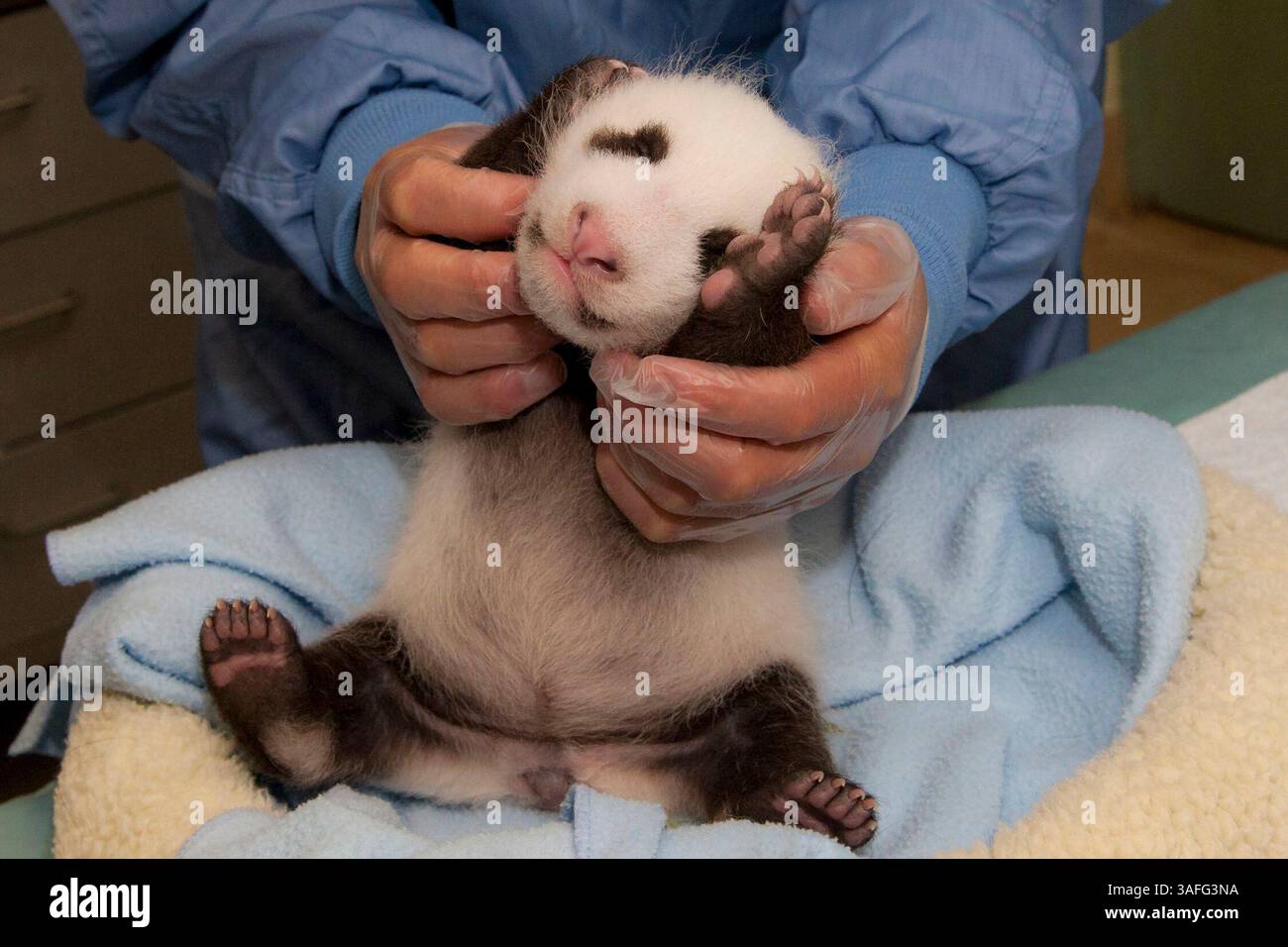 Sep. 06, 2012 - San Diego, California, U.S. - After getting only their ...