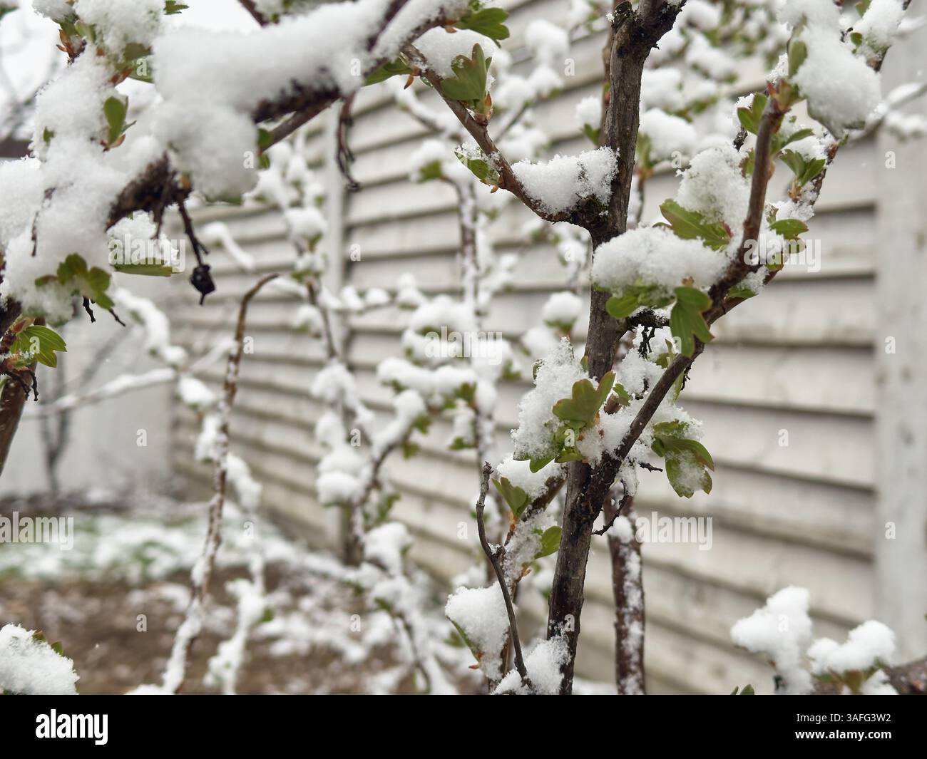 Spring shrub with fresh leaves and buds covered in heavy snow after a ...