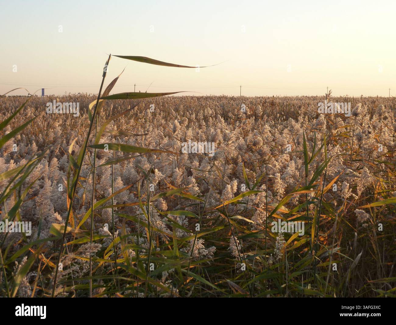 Reed field bathed in the sunset. Feathery plumes form a dense landscape ...