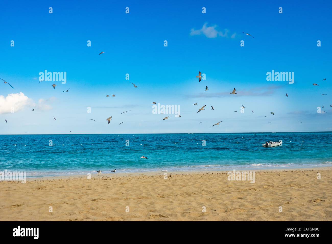 Flying birds at a beach on a sunny afternoon hi-res stock photography ...