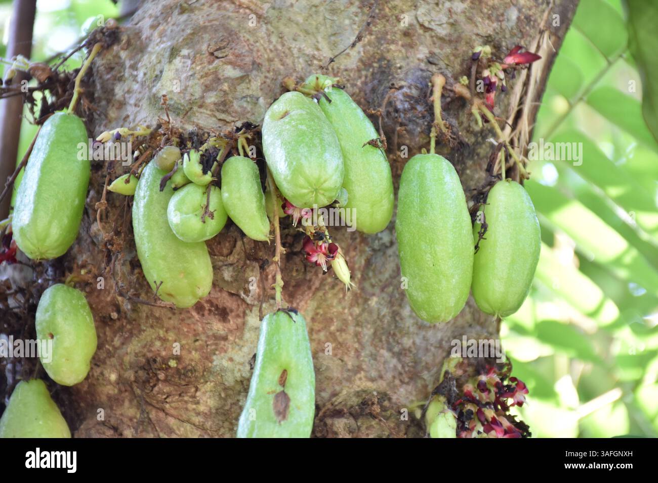 domestic vegetable (Billing Stock Photo - Alamy