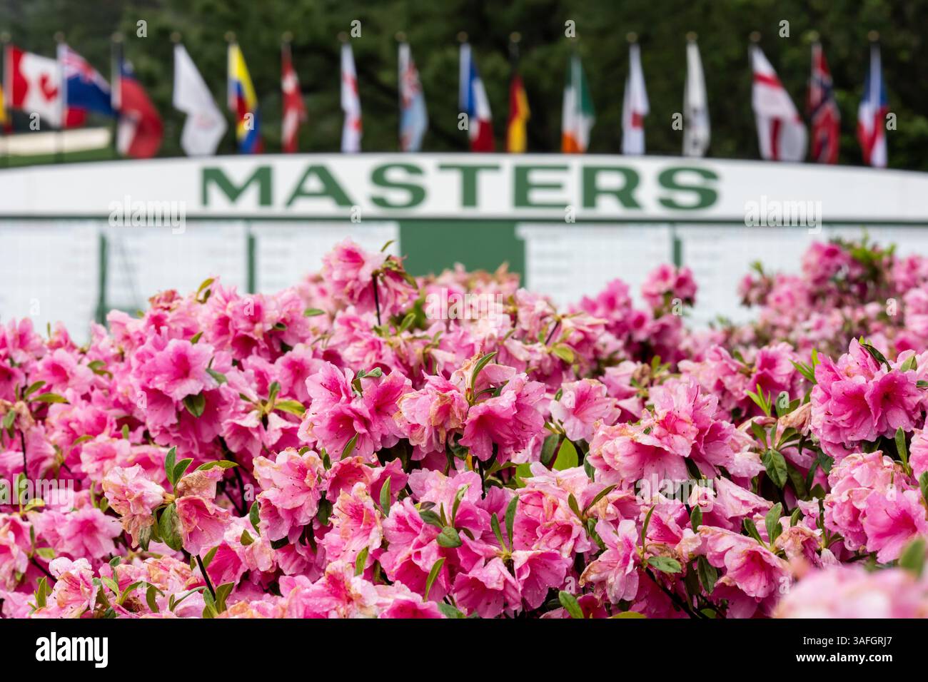 Augusta, United States. 07th Apr, 2025. 250407 Azalea flowers and the ...