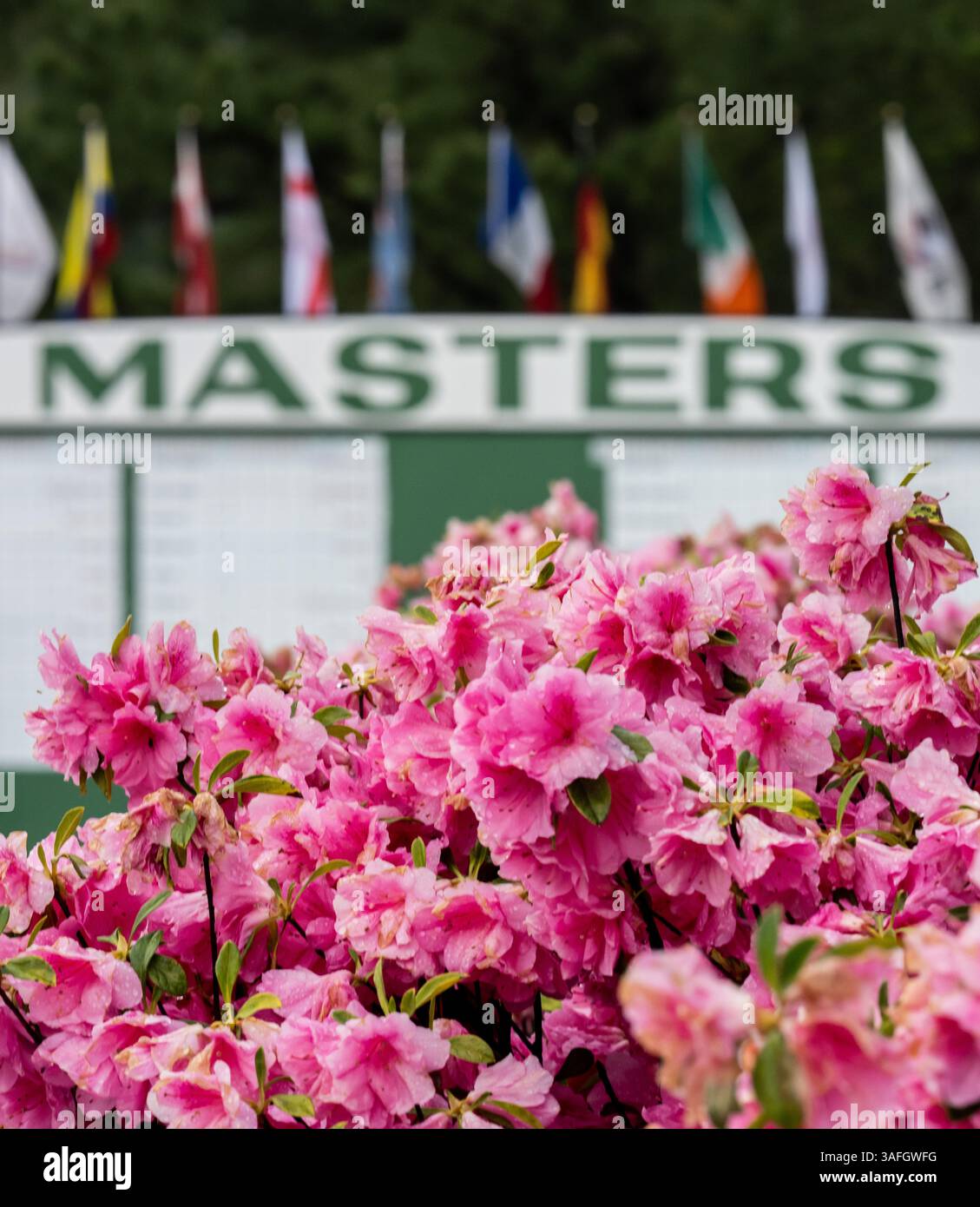 Augusta, United States. 07th Apr, 2025. 250407 Azalea flowers and the ...