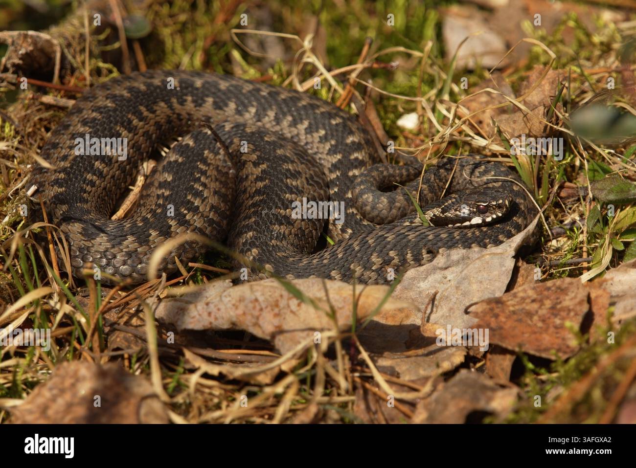 Common European adder or common European viper (Vipera berus) basking ...